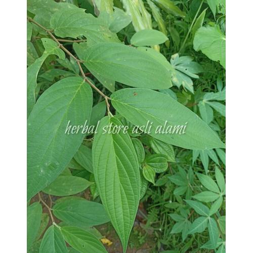 Jual Daun sirih hutan segar/daun seuseureuhan segar 500 gr - Kab ...