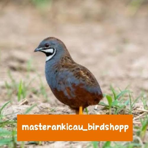 Jual burung putih batu aviary unik imut - Jakarta Timur - masterankicau ...
