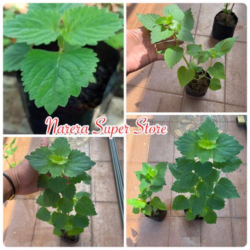 Jual Pohon Matcho Daun Mat Cho Maco Macau Obat Suci Dewa Tolak Bala ...