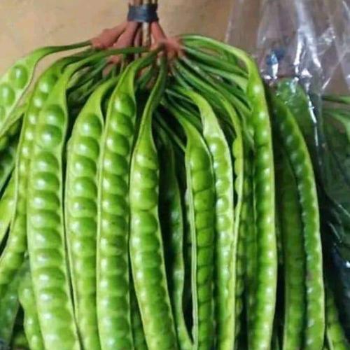 Jual pete kulon panjang gede melotot - 1 PAPAN - Kab. Tangerang - LANGKUT TANGERANG | Tokopedia