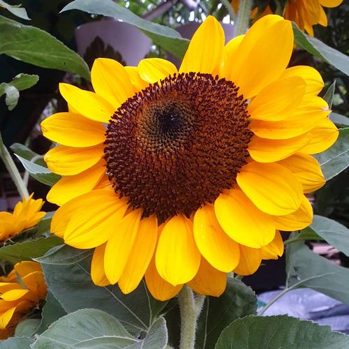 Jual tanaman bunga matahari besar berbunga /bunga matahari besar ...