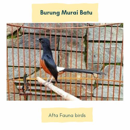 Jual Burung murai batu mh ekor panjang - Jakarta Timur - afta fauna ...
