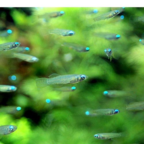 Jual blue eye tetra aquascape / Mata biru / Blue eyes - Kota Bandung ...