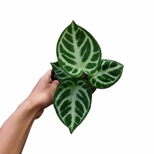Jual Kuping Gajah Silver Blush Mangkok Tanaman hias Anthurium - Kab ...