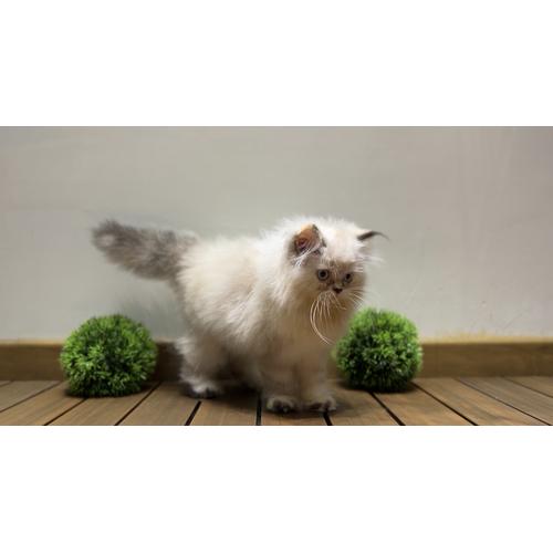 Jual Kucing ragdoll kitten - Kota Tangerang - Adopsi Kucing Jakarta ...
