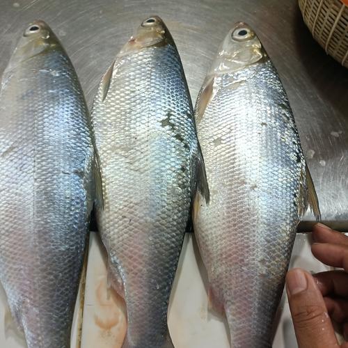 Jual Ikan Bandeng Segar 1kg - Jumbo - Kab. Tangerang - Ud Bahari Graha ...