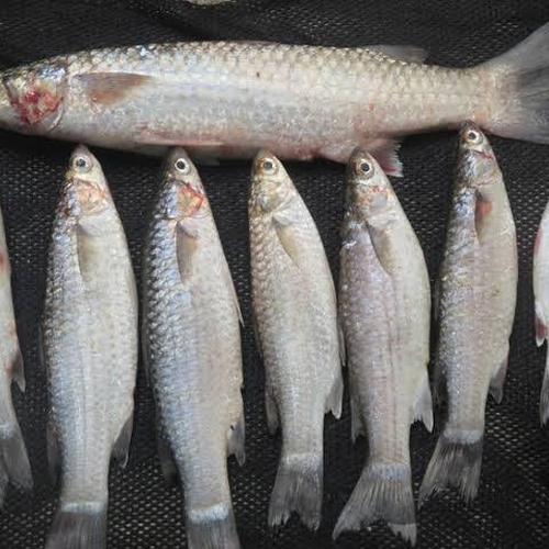 Jual Ikan Belanak Segar - Sedang / Besar - Kab. Tangerang - Ud Bahari ...