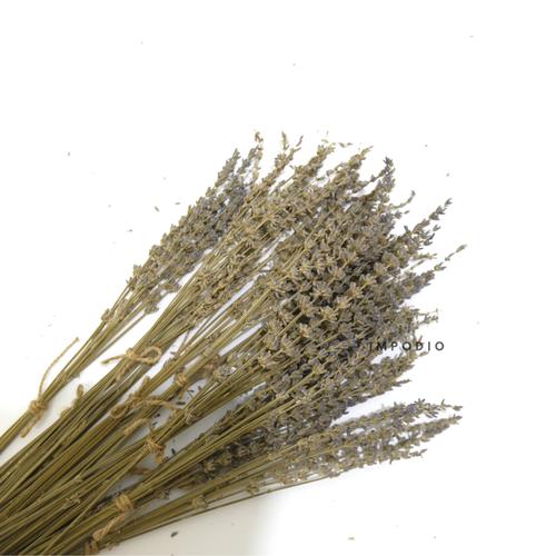 Jual Bunga Lavender kering / dried lavender flower props foto IMPODIO ...