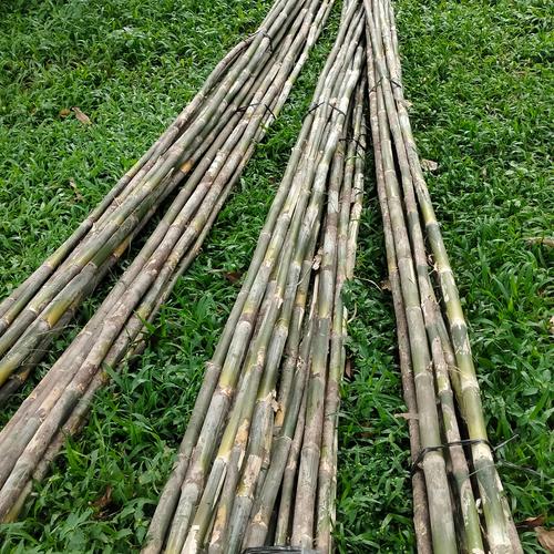 Jual tiang bambu bendera umbul umbul panjang 3 meter 200 batang - Kab ...