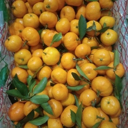 Jual jeruk shantang daun per 1 kg - Jakarta Utara - TOKO BUAH FAMILLY ...