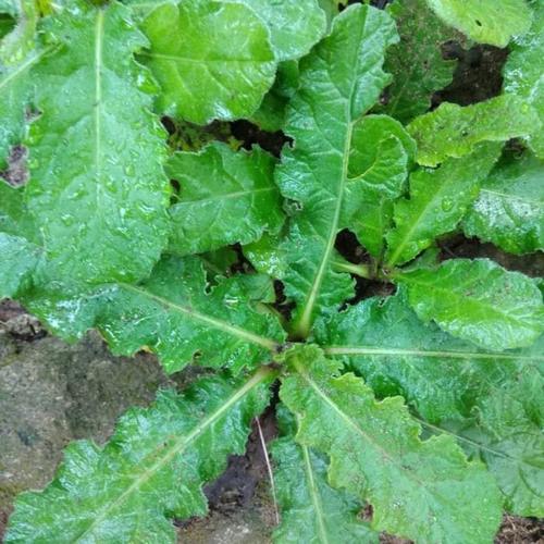 Jual Tanaman herbal tapak liman daun tapak liman fres segar 250gr sama ...