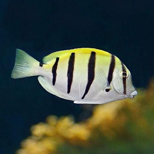 Jual Botana Zebra | ikan hias air laut - Kab. Tasikmalaya - @UnderWater ...