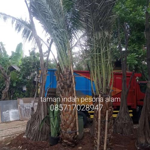 Jual pohon kurma azwa tinggi 4 meter - pohon kurma ajwa - Kab. Bogor ...