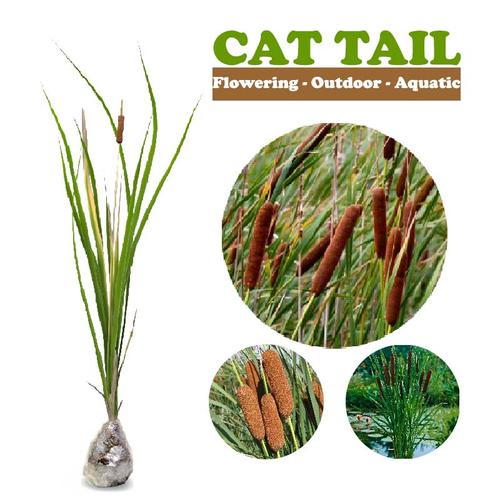 Jual Tanaman Hias Cattail / Bulrush - Kota Batu - tokobibit.id | Tokopedia
