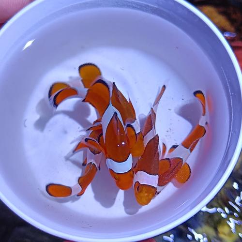 Jual ikan nemo ikan badut clownfish cantik aquarium laut - S - Jakarta ...