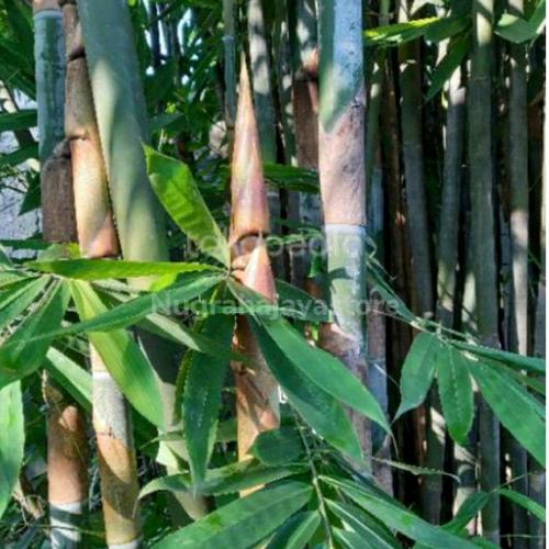 Jual Bibit bambu lemang/bambu talang/bambu buluh - Kab. Pangandaran ...