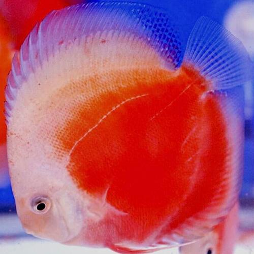 Jual DISCUS RV/ RED VALENTINE/ IKAN HIAS AIR TAWAR - 2cm, tidak garansi ...
