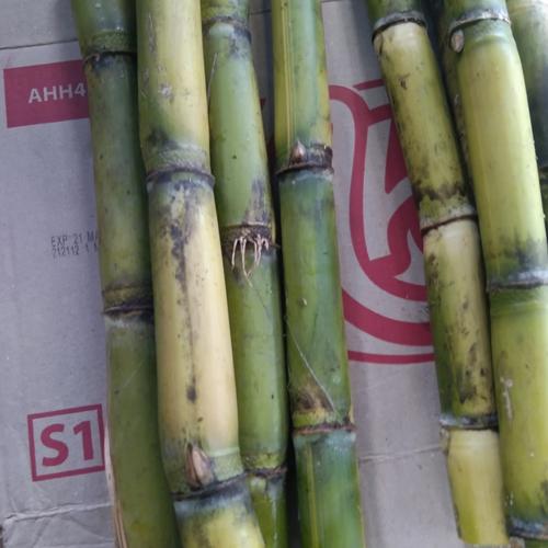 Jual bibit tebu hijau/batang tebu hijau 1 kg - Jakarta Selatan ...