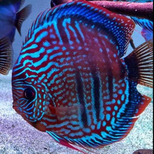 Jual discus heckel cross - 1cm, tidak garansi - Kab. Bogor - discus ...