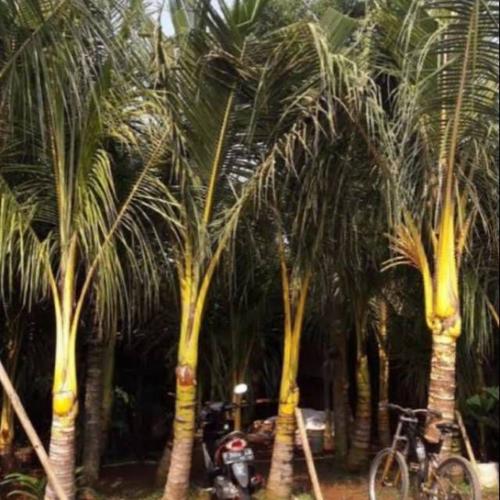 Jual pohon kelapa gading tinggi 2 meter batang / pohon kelapa siap ...