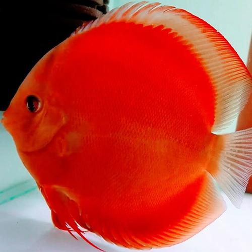 Jual discus san merah blue rim/bar - paket1pasang, garansi - Kab. Bogor ...