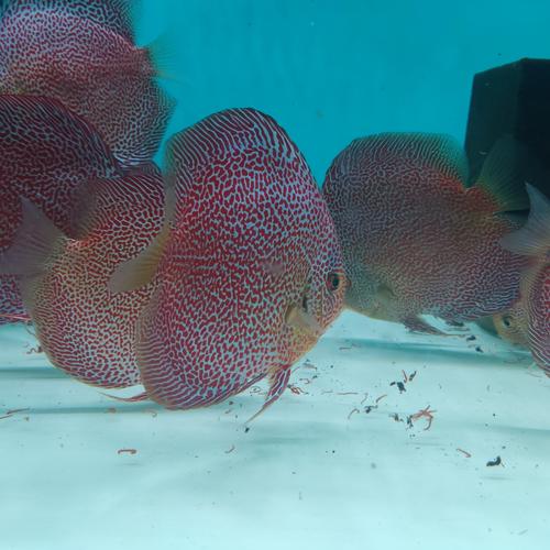 Jual Ikan Discus Panthera 3 inch - Kota Bekasi - Meisa Musik | Tokopedia