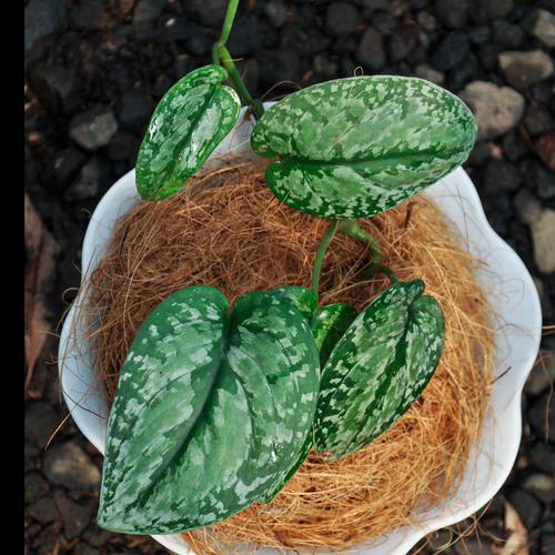 Jual Scindapsus Splash Blue | Tanaman HIas | Indoor Plant - Kab. Bogor - Minaqu Indonesia ...