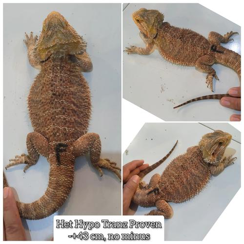 Jual Indukan Bearded Dragon Het Hypo Trans/Hypo Het Trans Female Proven ...