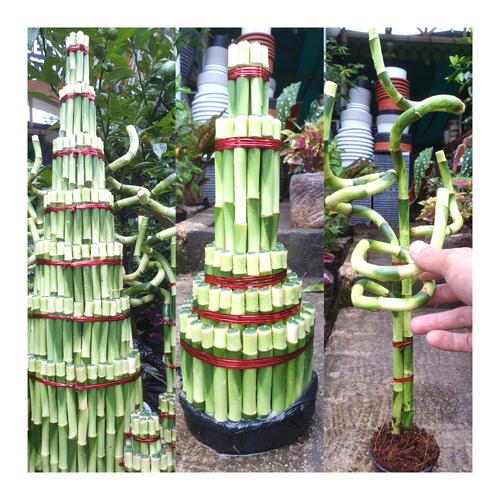 Jual tanaman hias bambu hoki / bambu cina mudah hidup - susun 3 tingkat ...