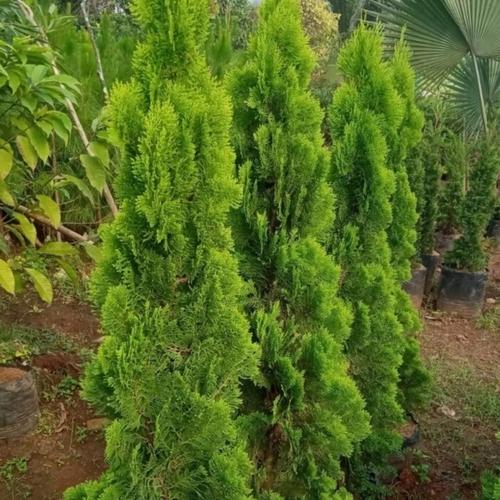 Jual pohon cemara kipas tinggu 1,5 meter / pohon indoor pohon outdoor ...
