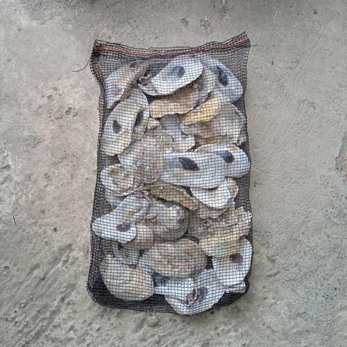 Jual OYSTER SHELL KULIT KERANG KEMAS 1KG MEDIA FILTER KOLAM DAN ...