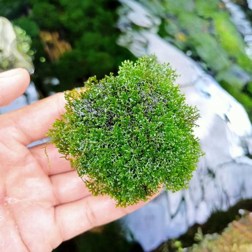 Jual moss ricardia aquascape per mika - Kab. Bogor - ShrimpCenter ...