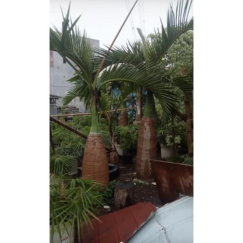 Jual Palem Botol Tinggi 2,5 Meter - Jakarta Barat - little Bali ...