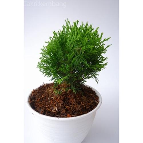 Promo CEMARA WANGI - Tanaman Hias Hidup Daun Cemara Wangi - Kota Batu ...