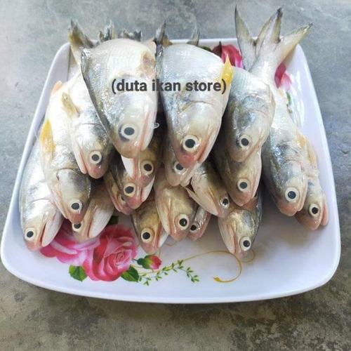 Jual ikan senangin segar ikan kuro segar 1kg - Jakarta Utara - Duta ...