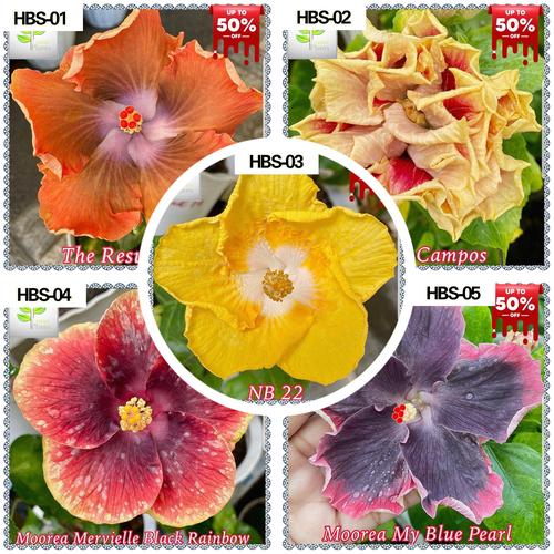 Promo tanaman hias bunga sepatu - tanaman bunga hibiscus - tanaman ...