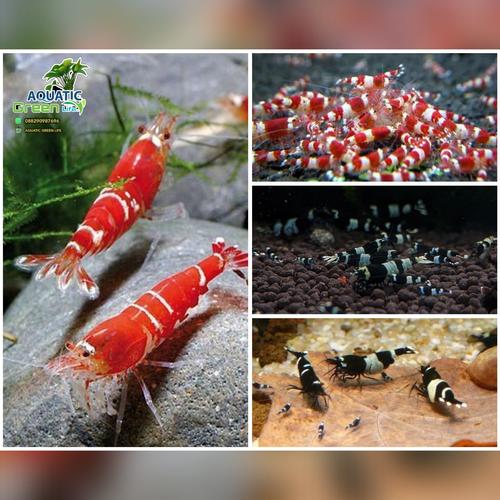 Jual Udang hias red bee & black bee super indukan/ udang hiasan ...