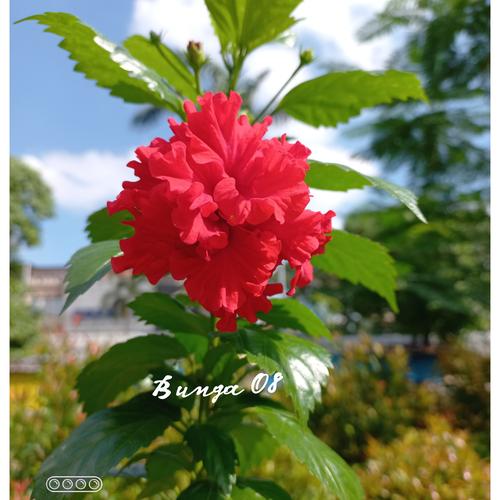 Jual Tanaman Hias Kembang Sepatu Merah Bunga Tumpuk - Jakarta Utara ...