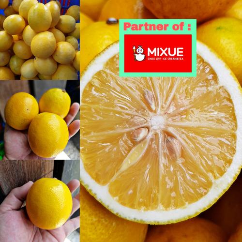 Jual LEMON CALIFORNIA 1 KG JAKARTA BARAT + FRESH + FREE PACKING - 500 ...