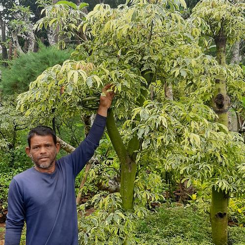 Jual pohon Kapuk varigata Tinggi 2 meter daun rimbun - Kota Depok ...