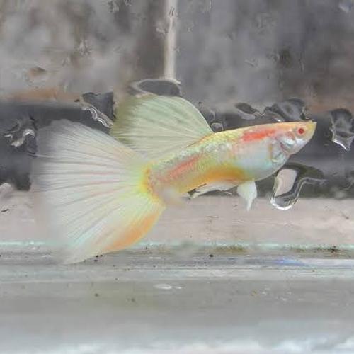 Jual Ikan Hias Guppy Albino German Yellow AGY - jantan - Kota Depok - Fishtreasure. id | Tokopedia