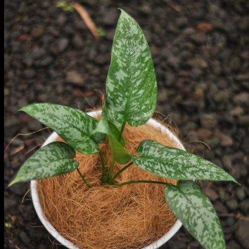 Jual Homalomena Army| Tanaman Indoor| Lanscaping | Tanaman Hias - Kab ...