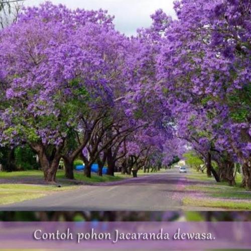Jual Pohon jacaranda (2 pohon jacaranda dan 2 pohon tebebuya ungu tinggi 2m - Kab. Bogor - kenzo ...