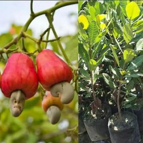 Jual Bibit Tanaman Buah Jambu Mete Mente Mede Jambu Monyet - Benih Biji ...