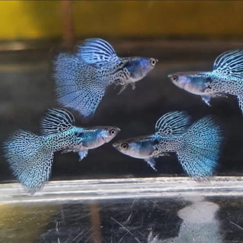 Jual Ikan Hias Guppy Metal Snakeskin Blue Grass (MSSBG) - betina - Kota Depok - Fishtreasure. id ...