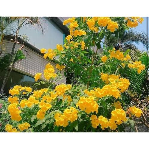 Jual tanaman pohon stekomastan / yellow belltrompet / bunga trompet ...