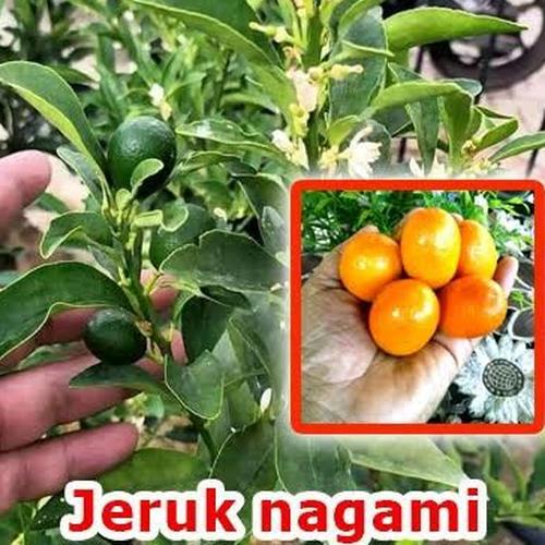 Jual tanaman jeruk nagami sudah berbuah - 1 meter - Jakarta Utara ...