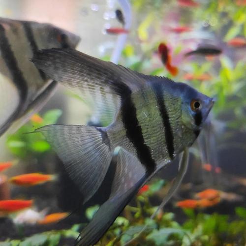 Jual ikan manfish altum garis hitam ikan layang layang aquascape tank ...