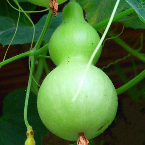 Jual Benih Bibit Labu Botol Bottle Gourd Labu Air - Isi 10 Biji ...