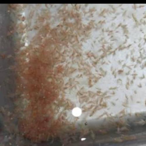 Jual GG556 BRINE SHRIMP/PAKAN IKAN/PELET IKAN/ARTEMIA/PELLET OSCAR ...